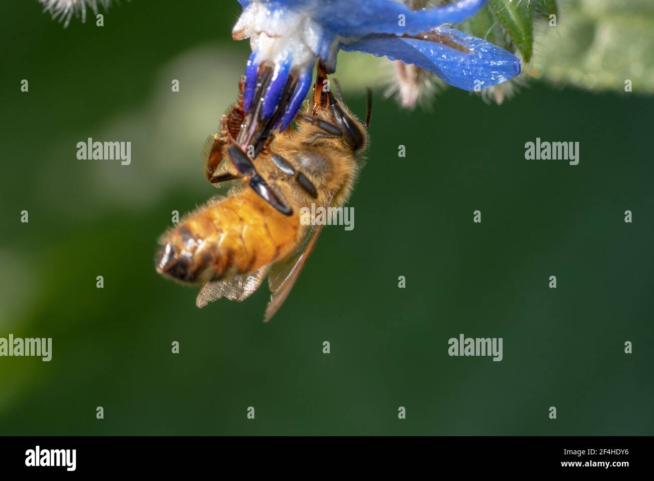 Orange honey bee hanging on a flower like a bat Stock Photo - Alamy