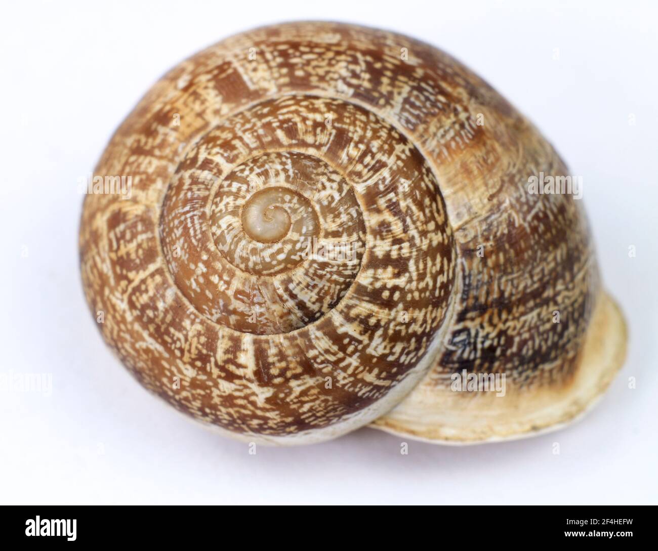 Macro photography of brown snail shell on white background Stock Photo ...