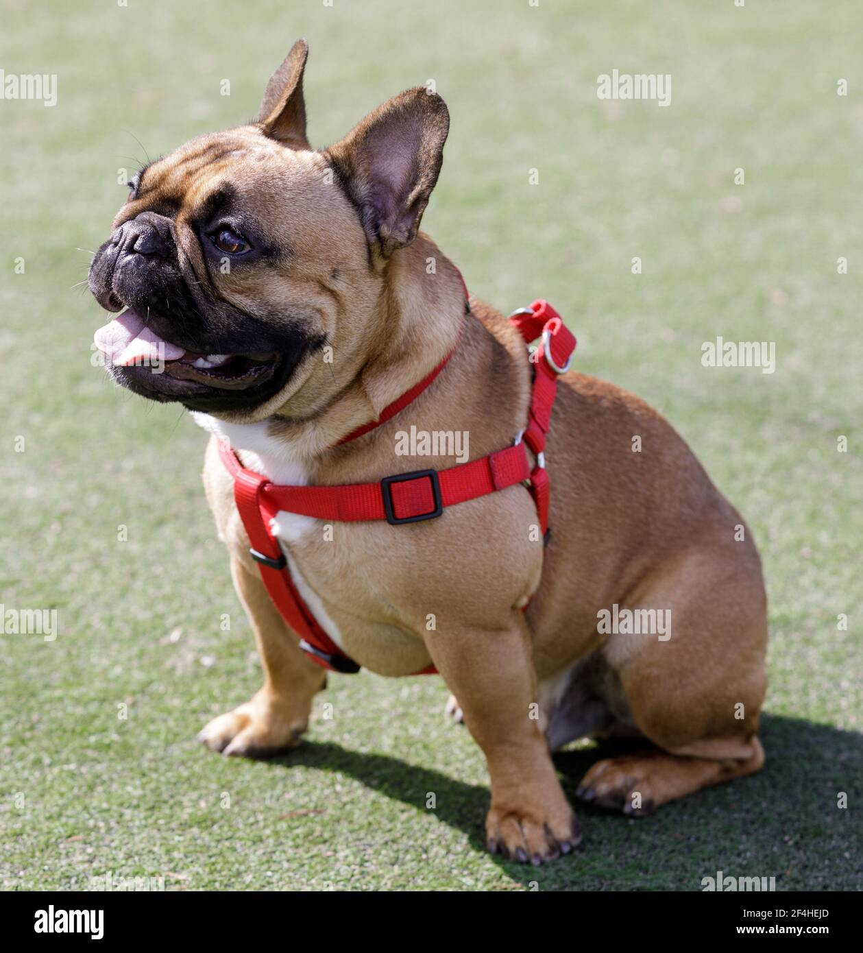 French bulldog side view fawn hi-res stock photography and images - Alamy