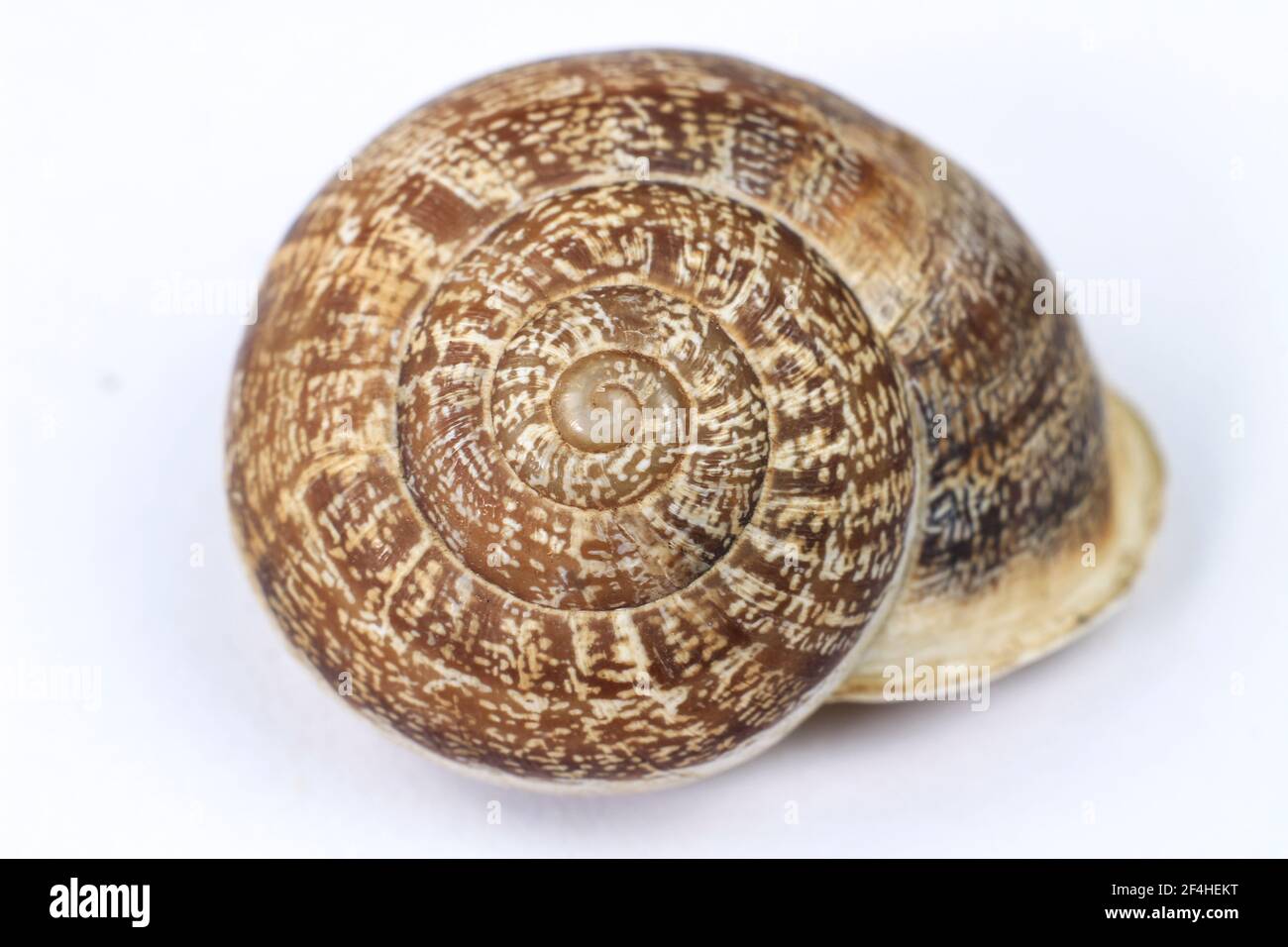 Macro photography of brown snail shell on white background Stock Photo ...