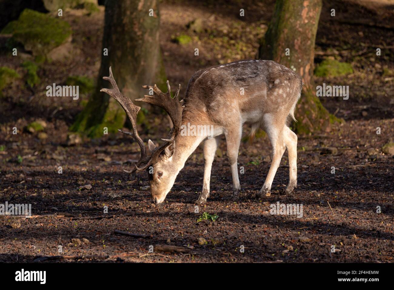 Hunting France Forest High Resolution Stock Photography and Images - Alamy