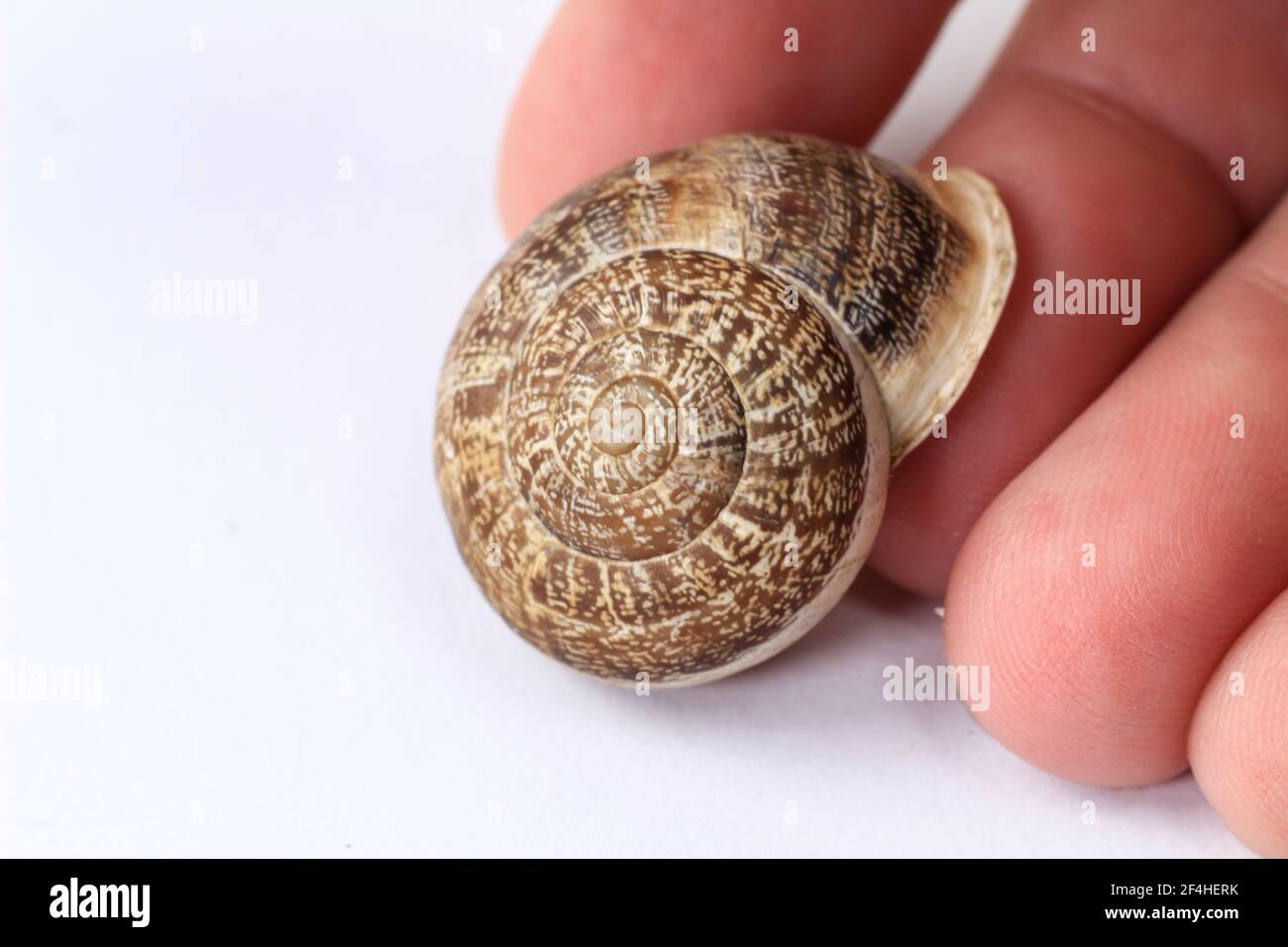 Hand holding brown snail shell on white background. Macro photography ...