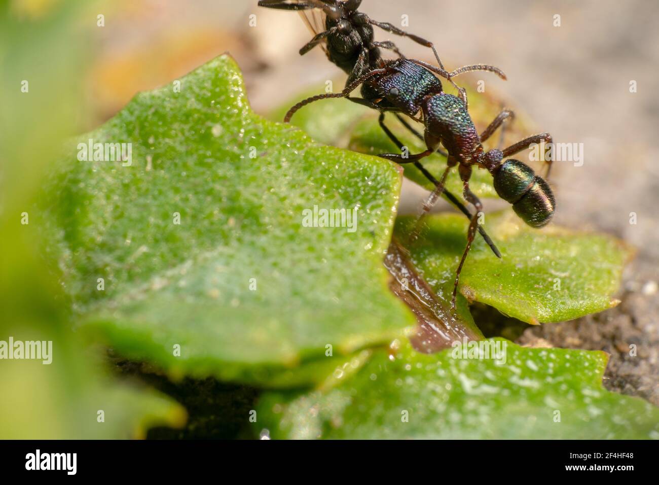 Shiny ant/Green head ant also known as metallic pony/sparkle ant ...