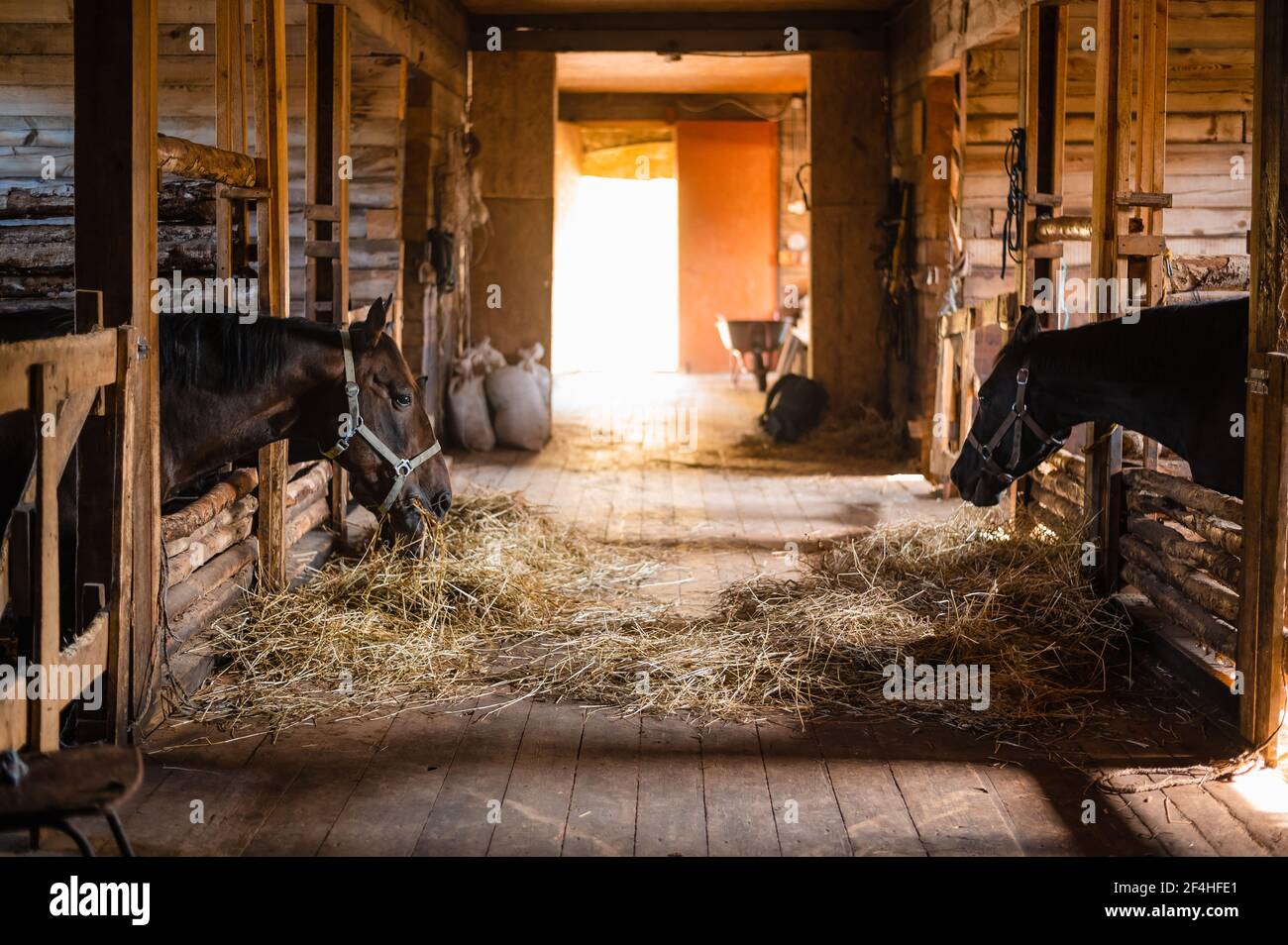 A typical day in a wooden stable on a farm, horses eating hay in their ...