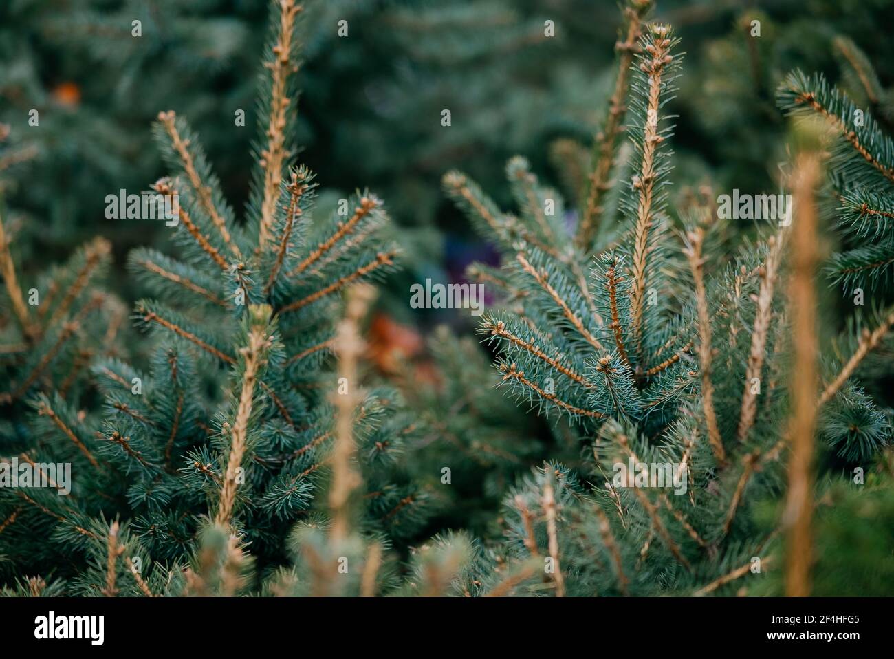 Spruce branch. Beautiful branch of spruce with needles. Spruce close up ...