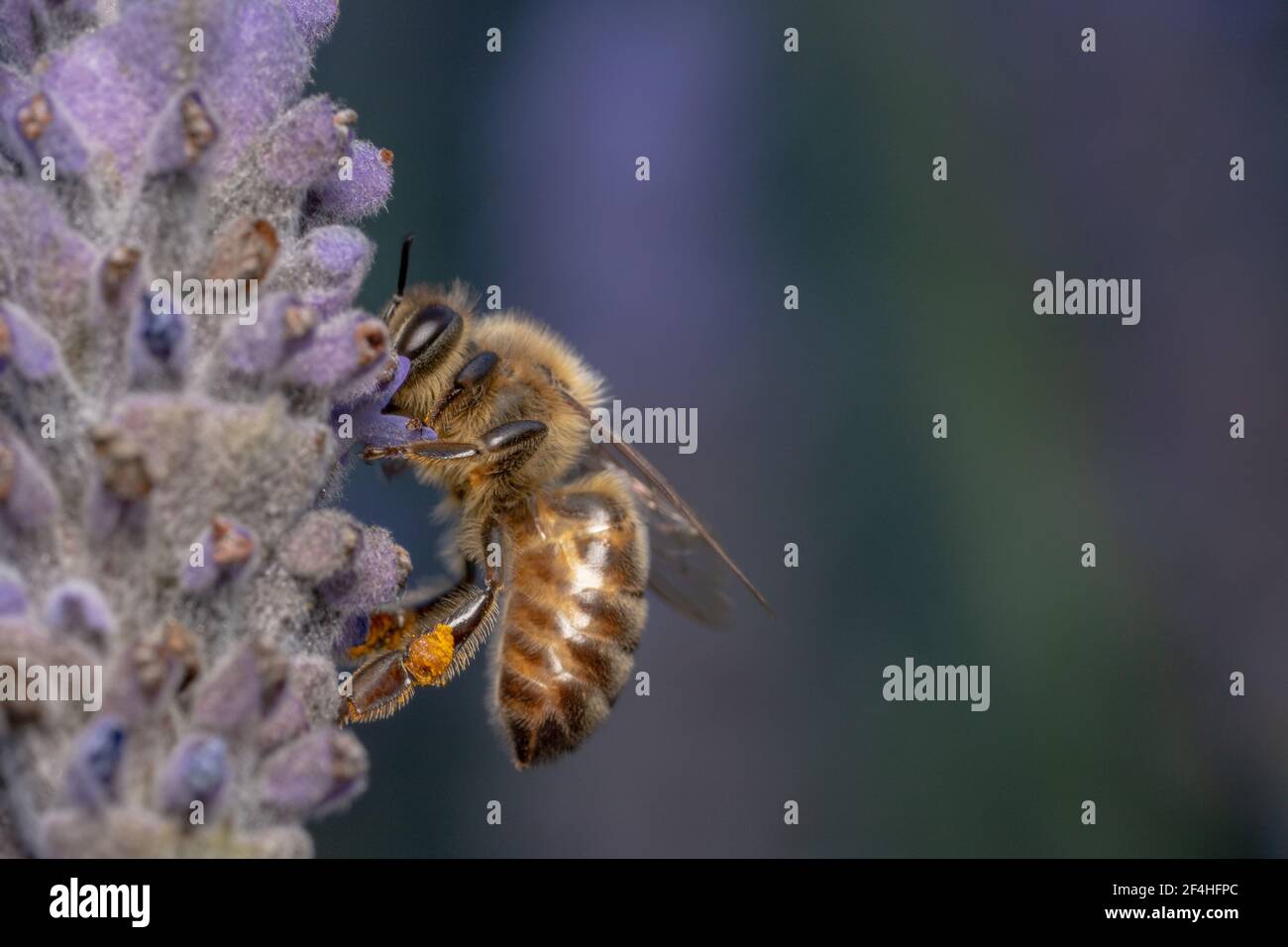 Yellow and black stripe bee with pollen on its leg Stock Photo - Alamy