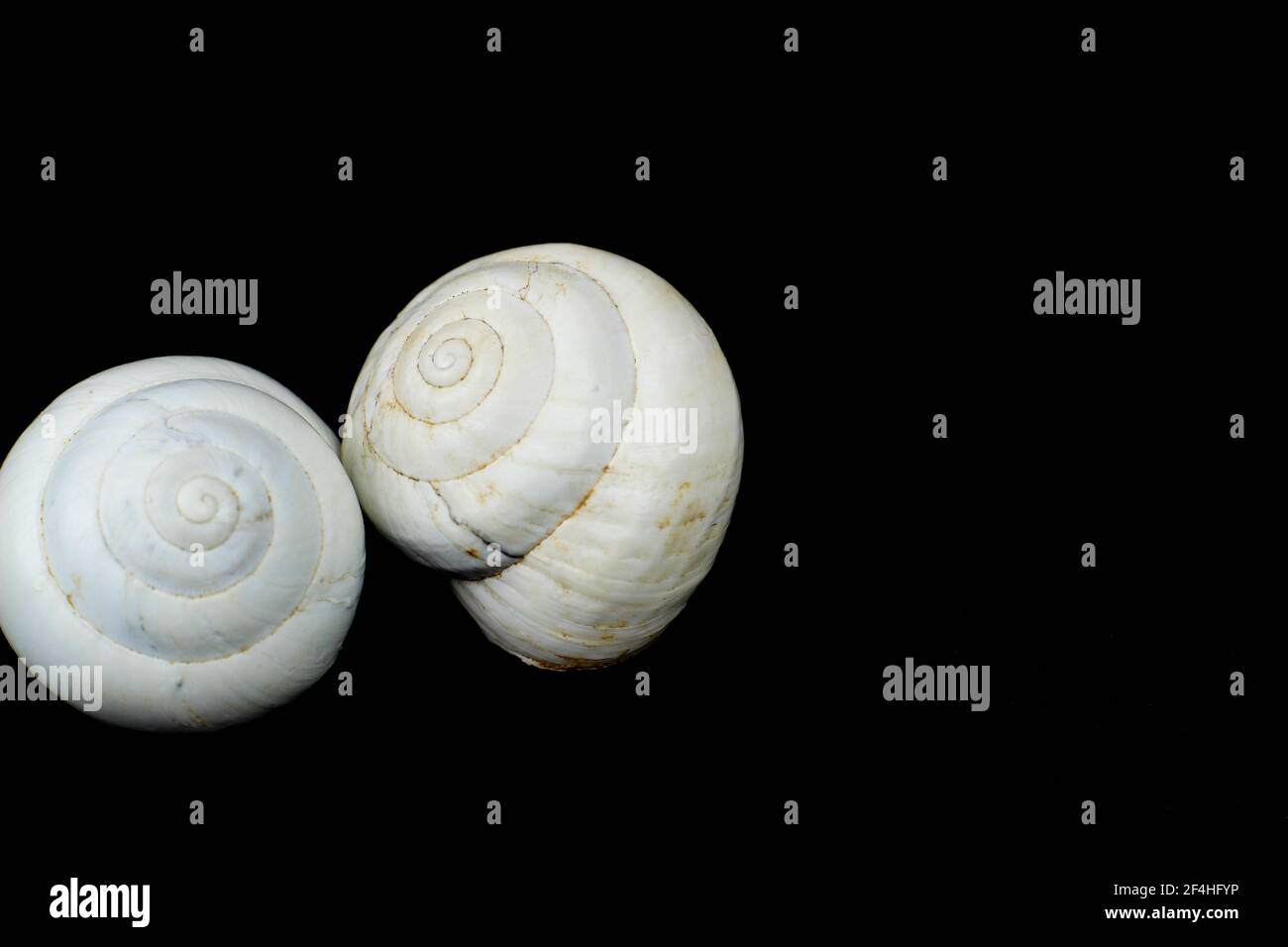 Macro photography of white snail shells on black background Stock Photo ...
