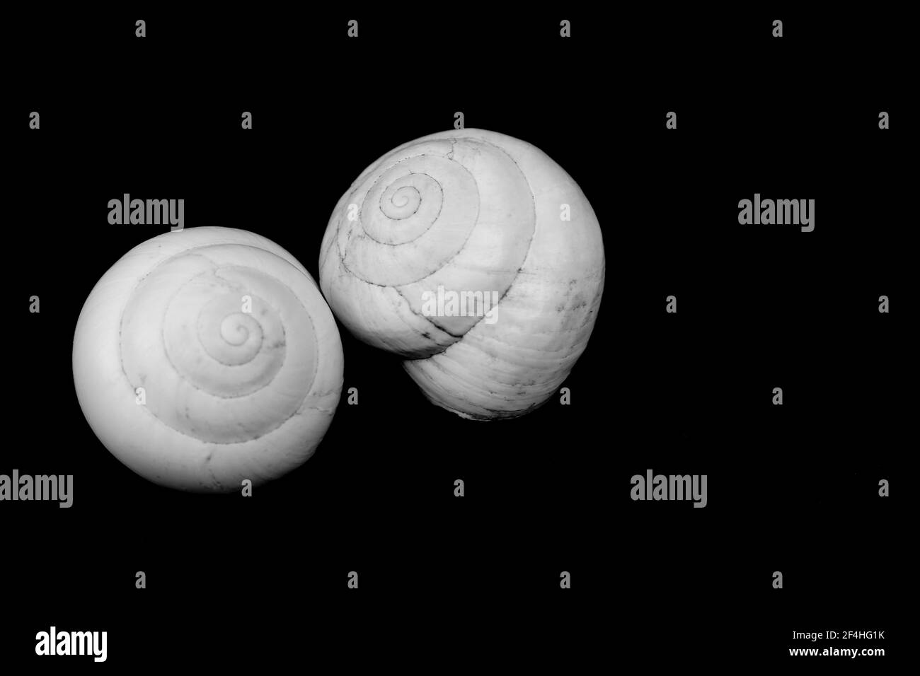 Macro photography of white snail shells on black background Stock Photo ...