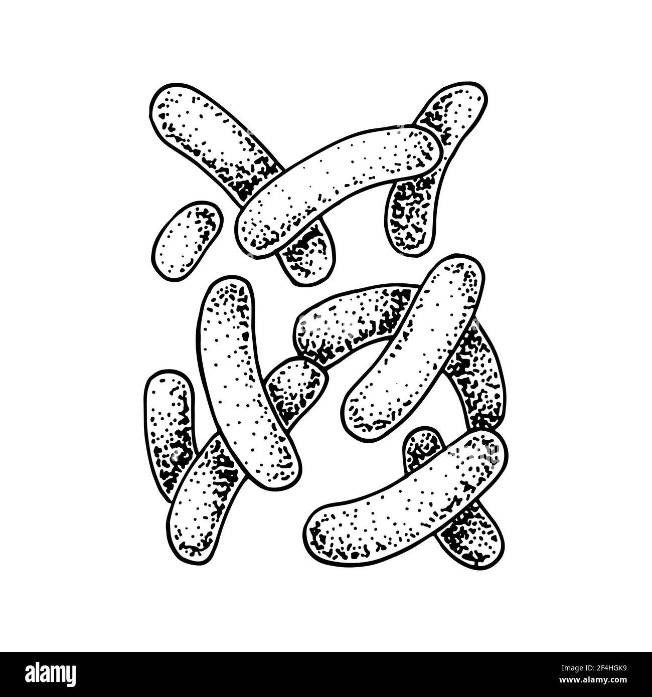 Hand Drawn Probiotic Propionibacterium Bacteria Good Microorganism For