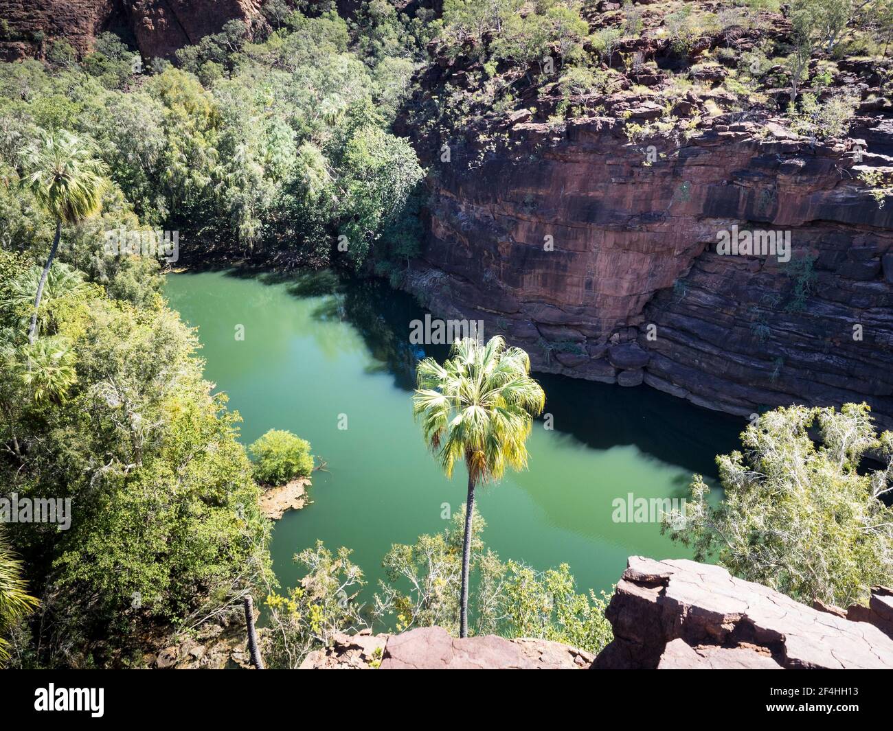 Cabbage Palm (Livistona rigida) and Lawn Hill Lower Gorge from Island ...
