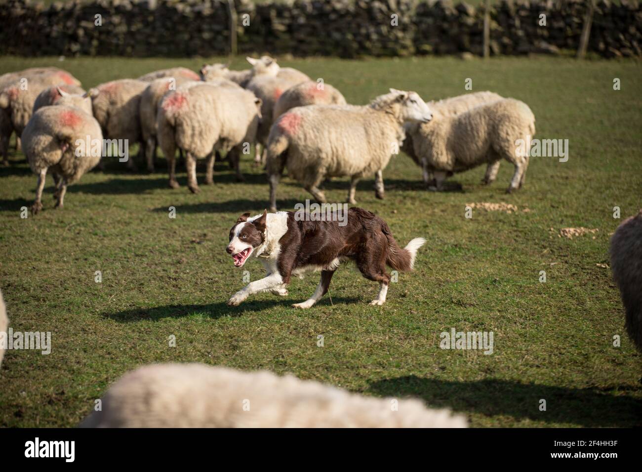 red and white sheep dog border collie herding and rounding up a flock of sheep on green grass ...