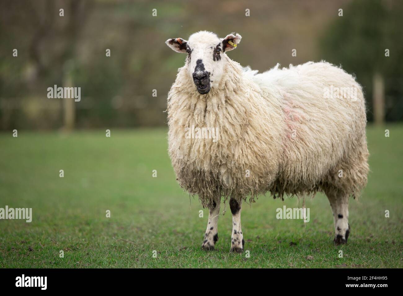 Mule ewe in upland hi-res stock photography and images - Alamy