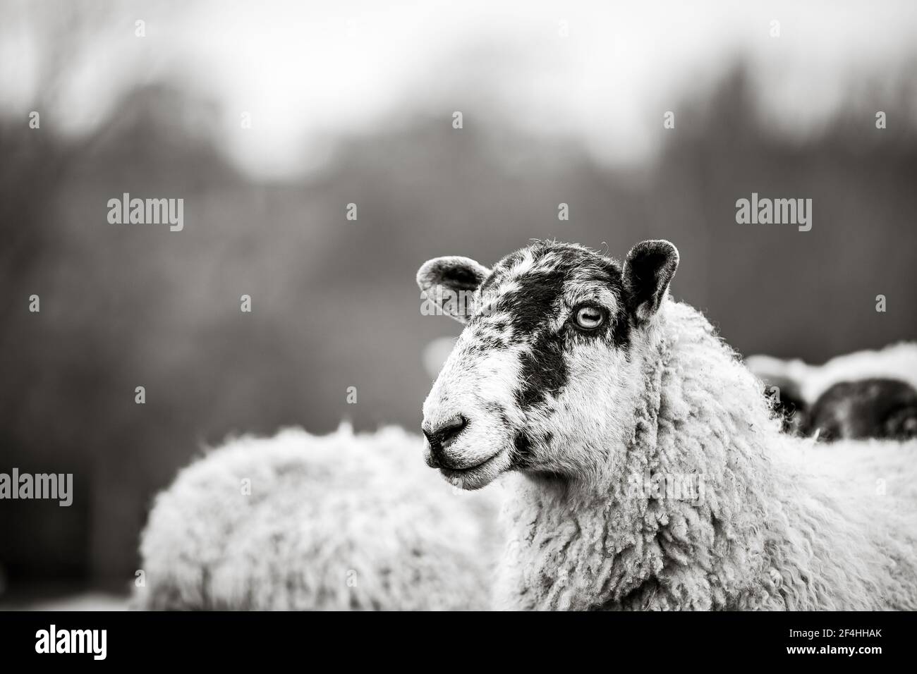 British wool hi-res stock photography and images - Alamy