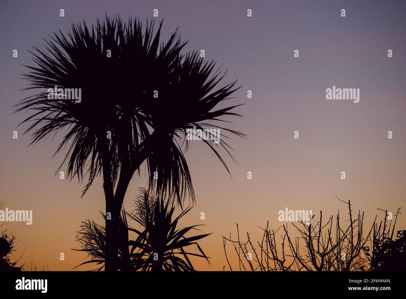 Palm Tree Sunset Stock Photo - Alamy