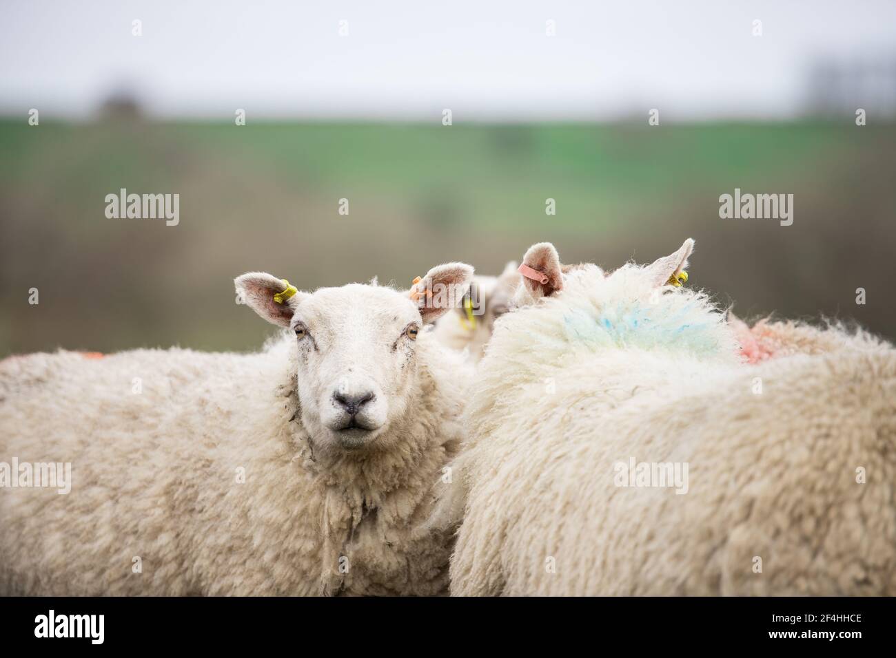 single white woolly sheep ewe British wool farming livestock Stock ...