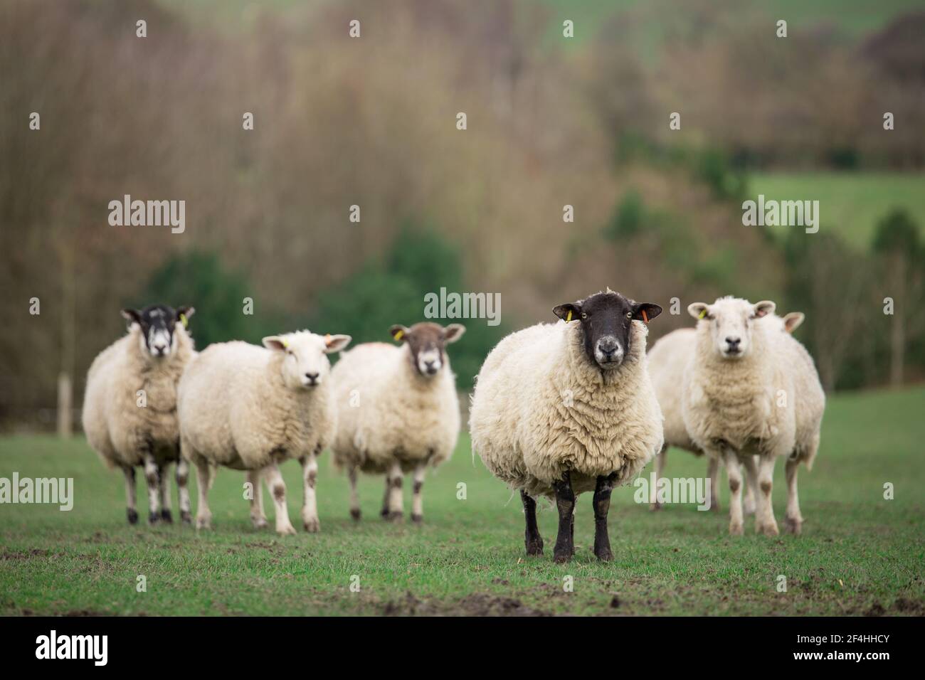 livestock farming Flock of sheep in green grass field grazing on the ...