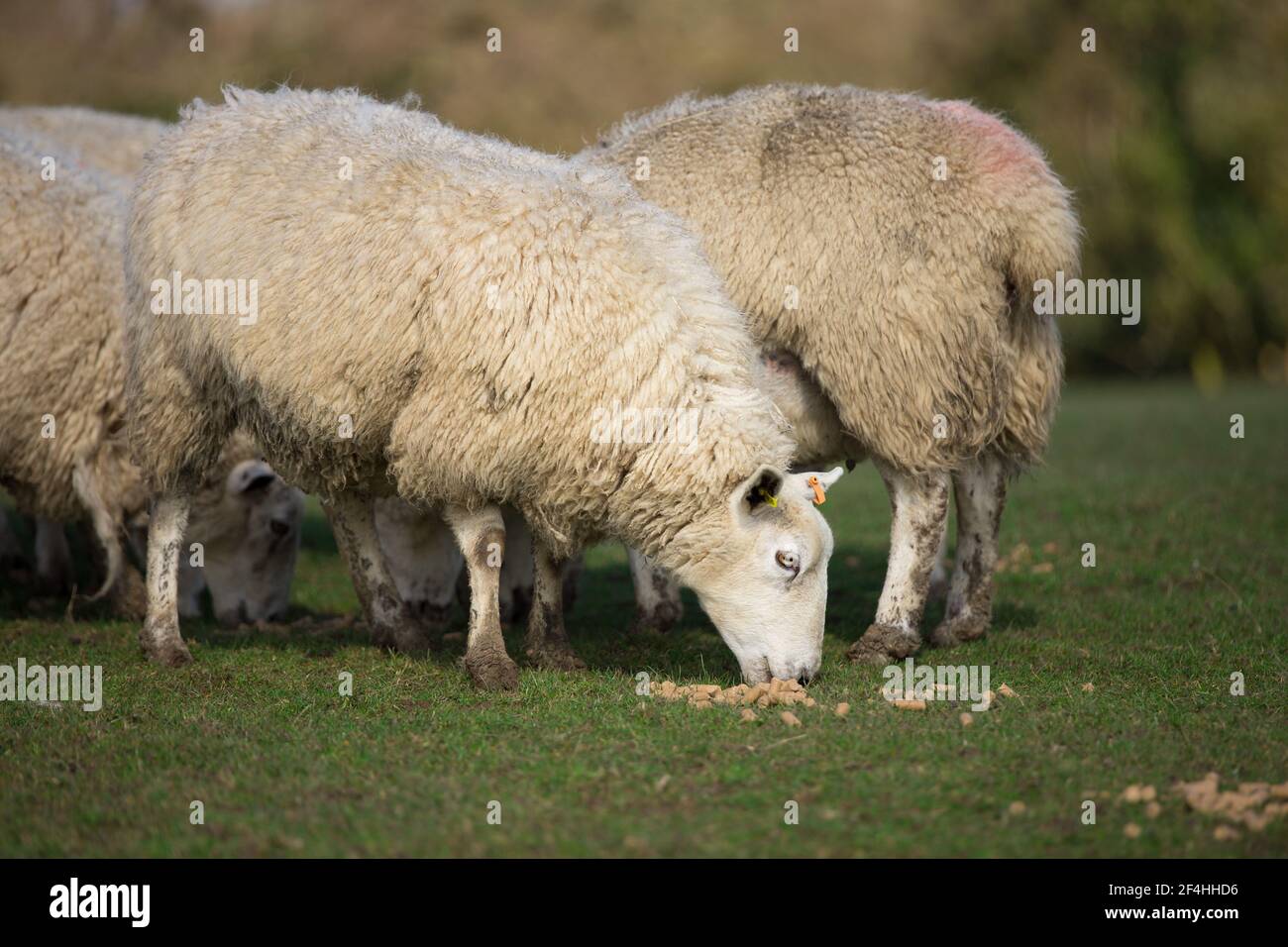 feeding cake concentrates to sheep ewes Stock Photo - Alamy