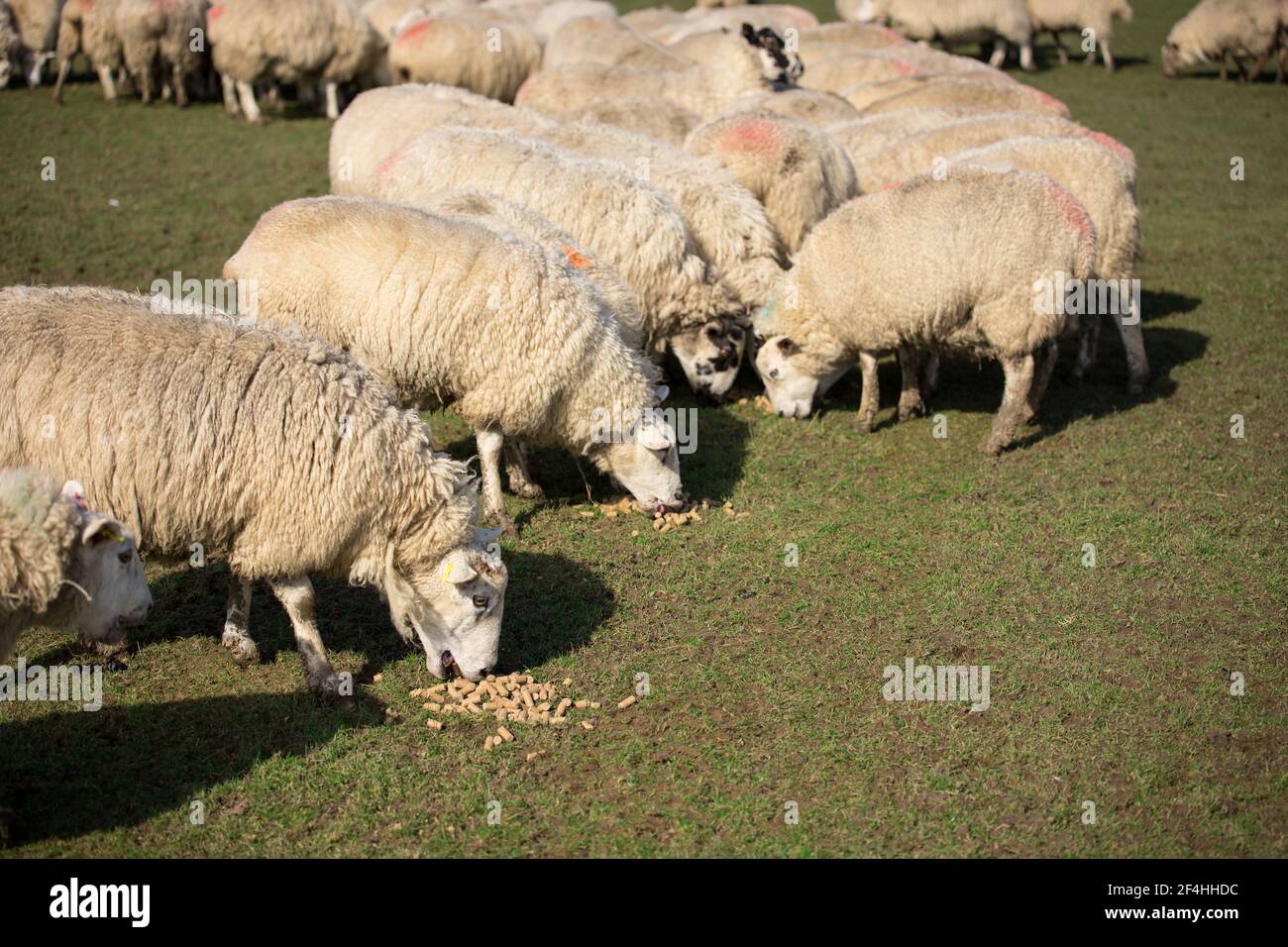 livestock farming Flock of sheep in green grass field grazing on the ...