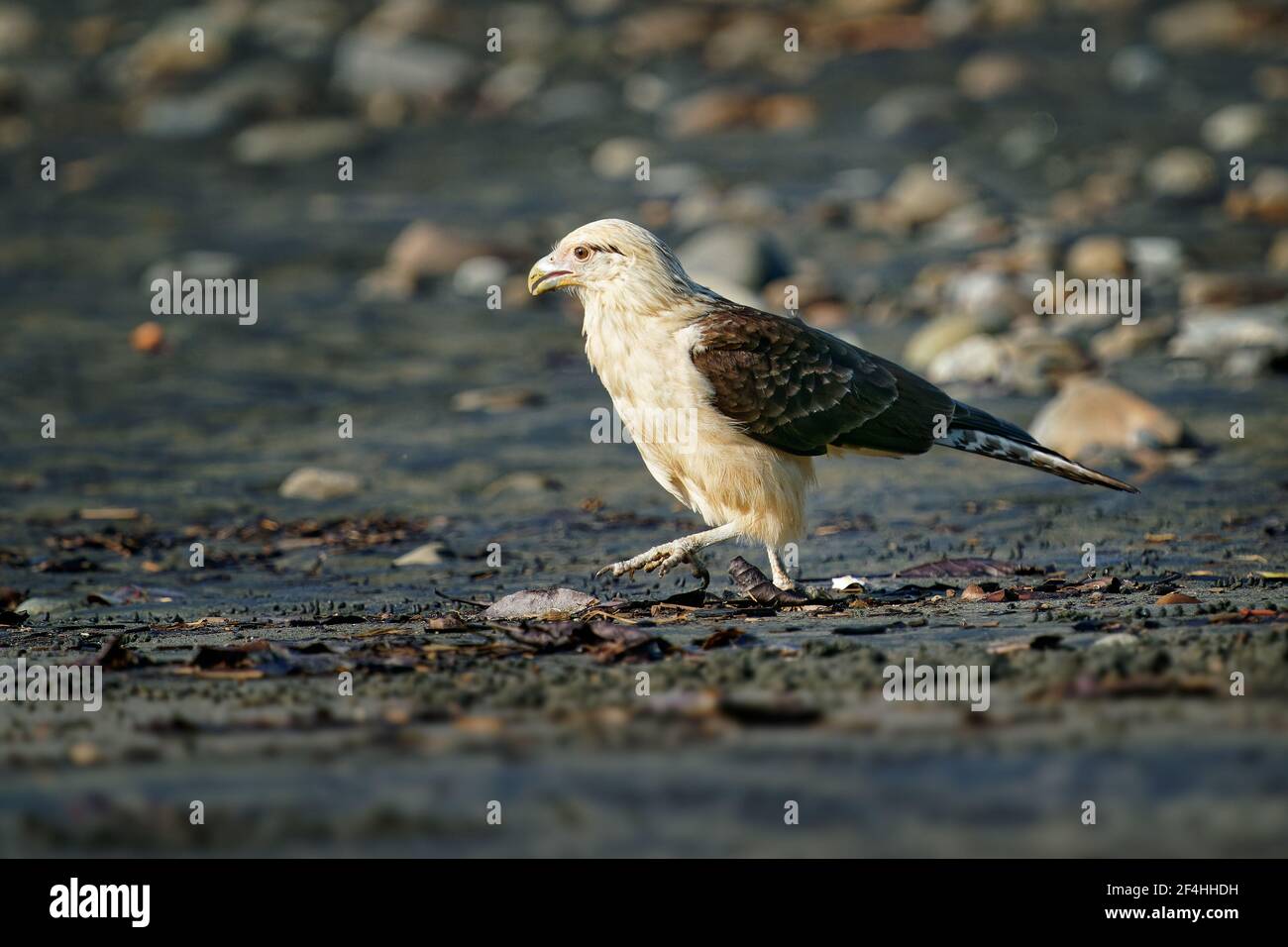 Yellow-headed Caracara - Milvago chimachima is a bird of prey in the ...