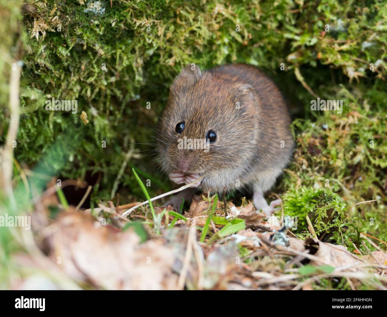 Bank vole glareolus scotland uk hi-res stock photography and images - Alamy