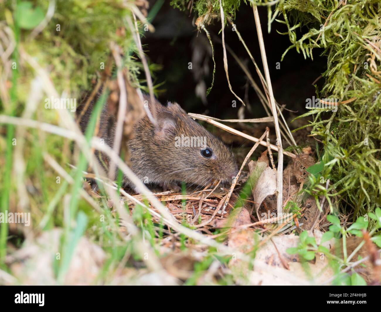 Bank Vole (Myodes glareolus) in the forest, Scottish Highlands, United ...