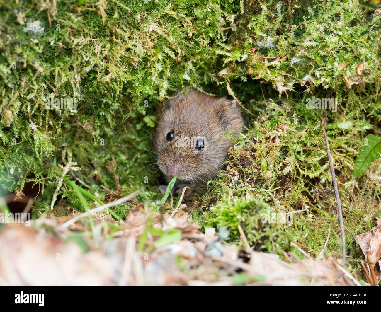 Bank Vole (Myodes glareolus) in the forest, Scottish Highlands, United ...