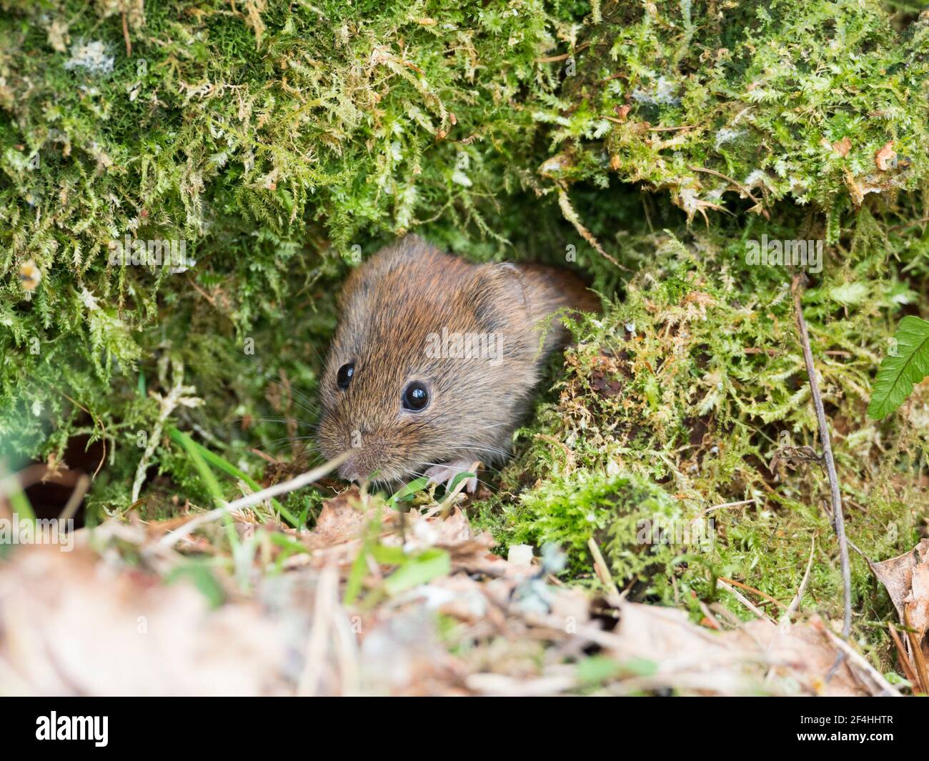 Bank vole glareolus scotland uk hi-res stock photography and images - Alamy