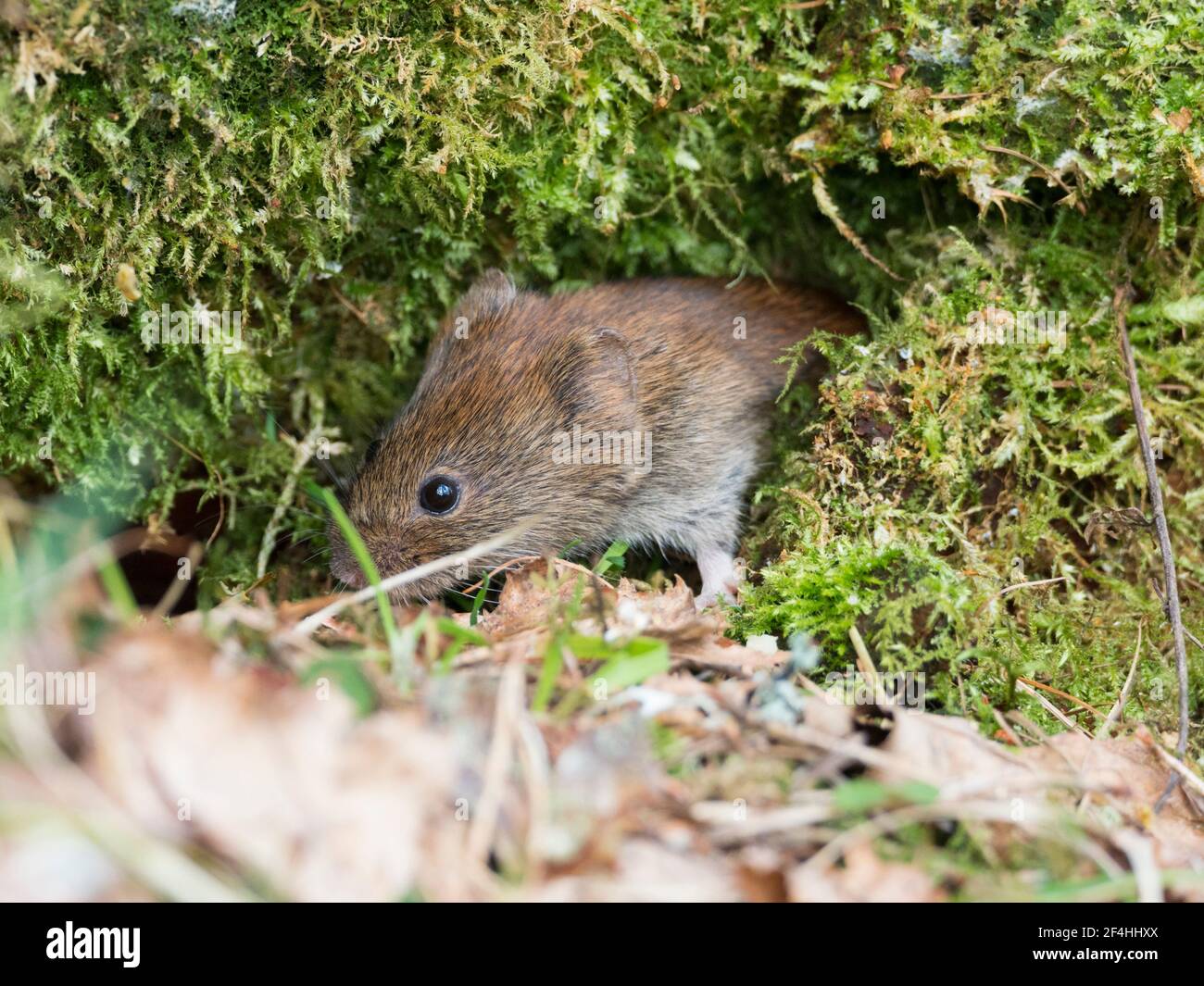 Bank Vole (Myodes glareolus) in the forest, Scottish Highlands, United ...