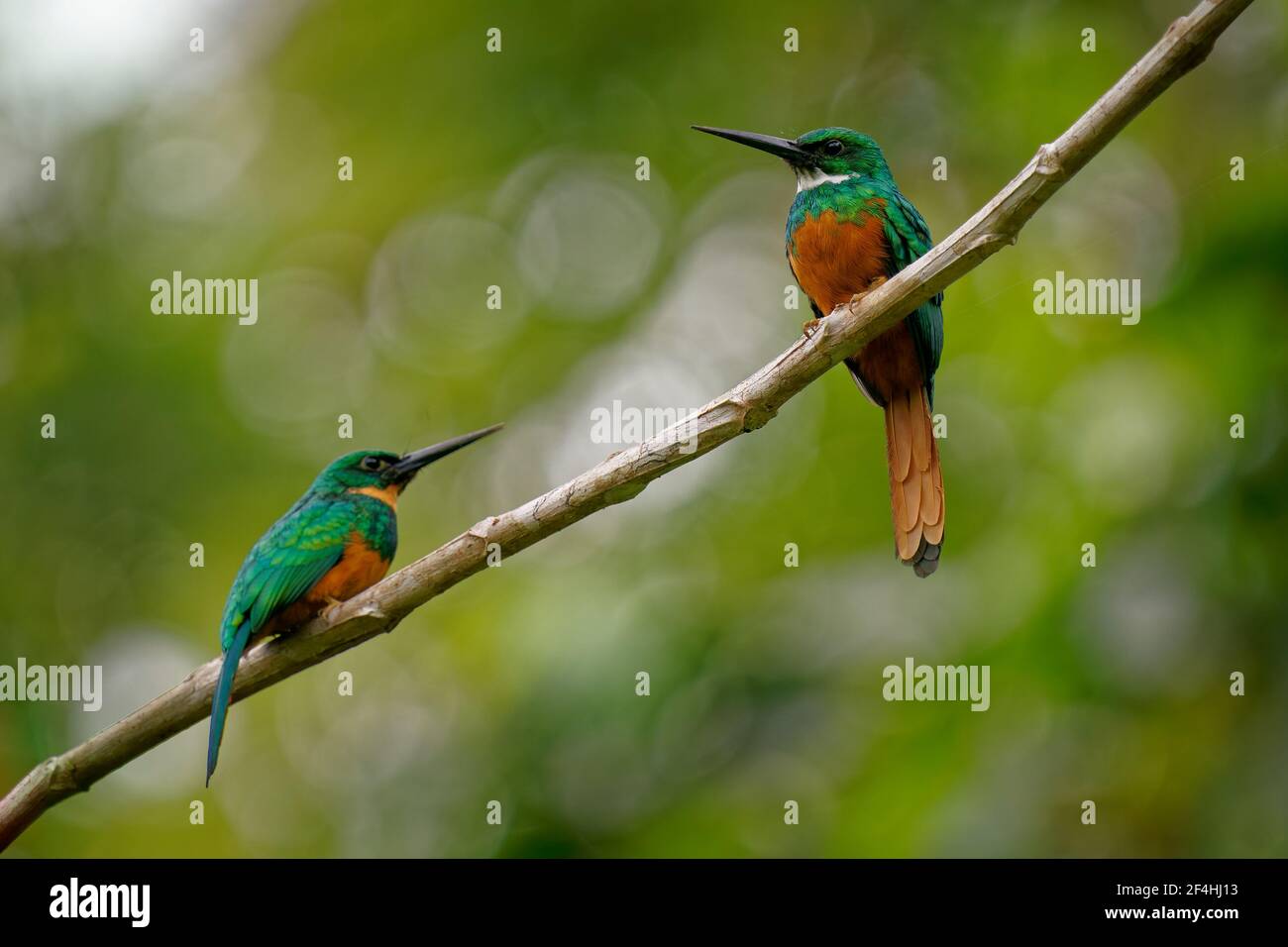 Rufous-tailed jacamar - Galbula ruficauda near-passerine bird breeds in ...