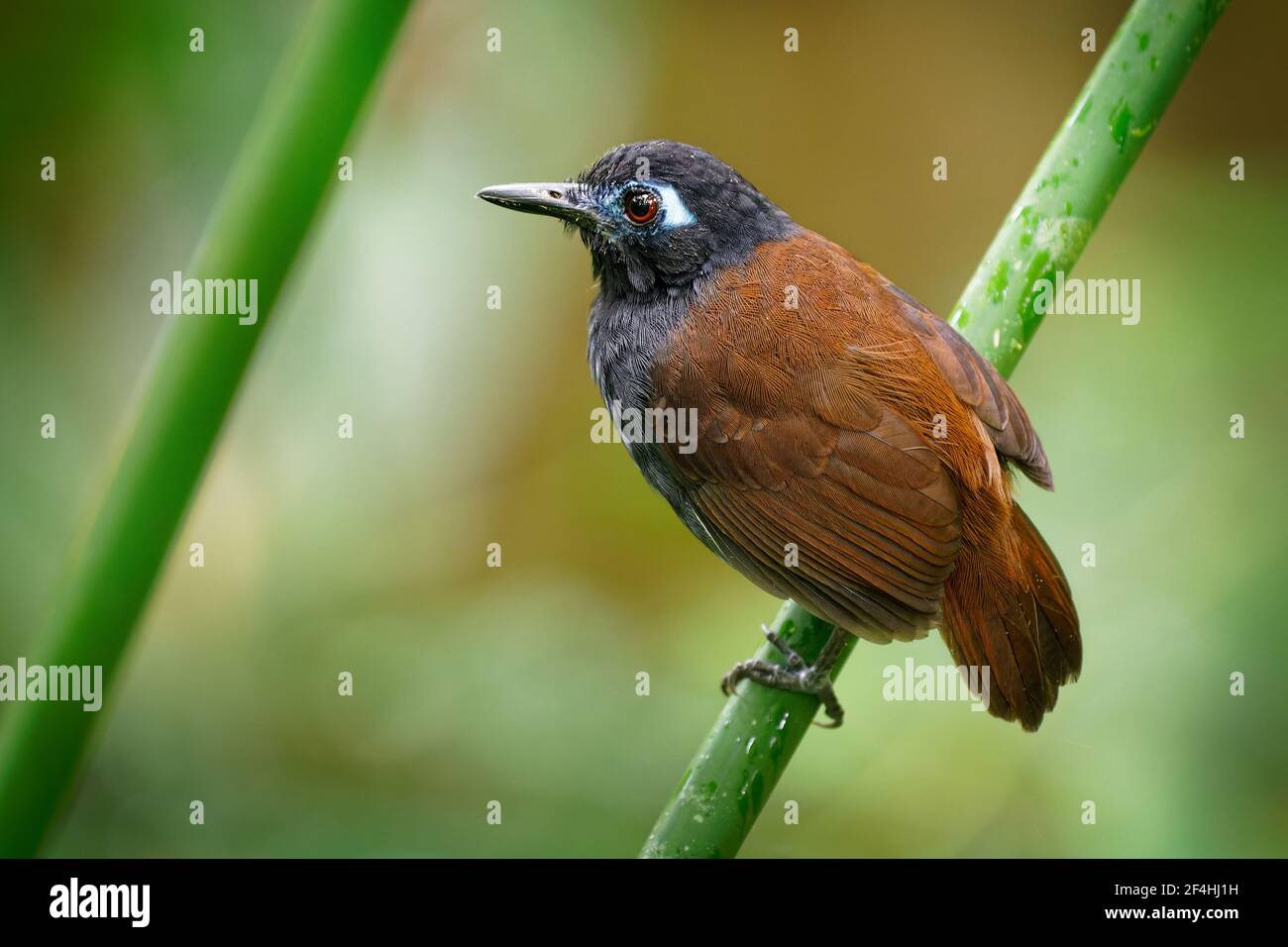 Brown central america nicaragua hi-res stock photography and images - Alamy