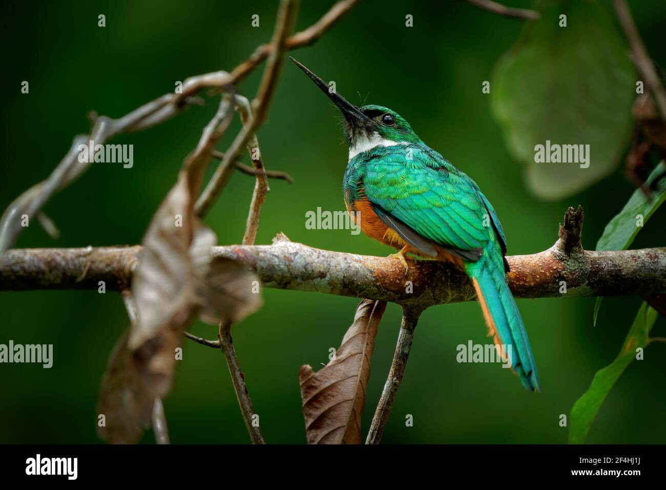 Rufous-tailed jacamar - Galbula ruficauda near-passerine bird breeds in ...