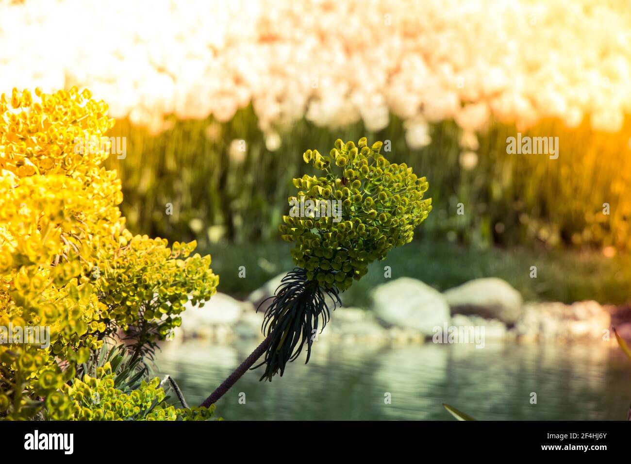 Very young small oak tree in pine forest in summer hi-res stock ...