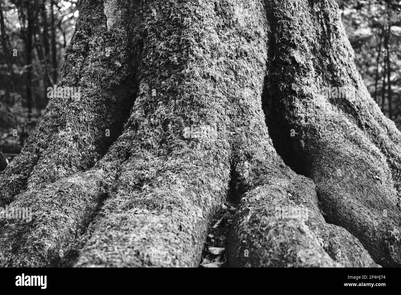 Huge beech tree covered hi-res stock photography and images - Alamy