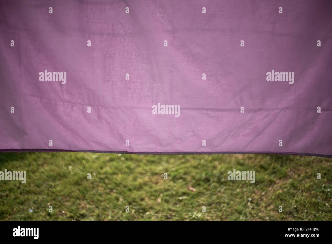 violet colored blanket drying outside in the sunlight Stock Photo - Alamy