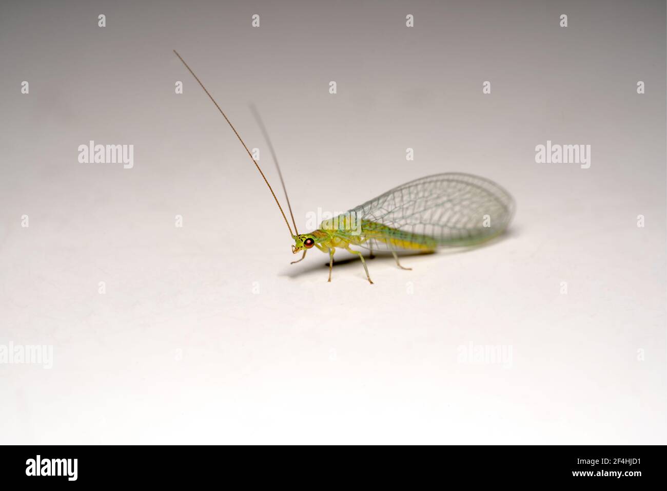 Green lacewing bug with big eyes sitting on a white platform with its ...