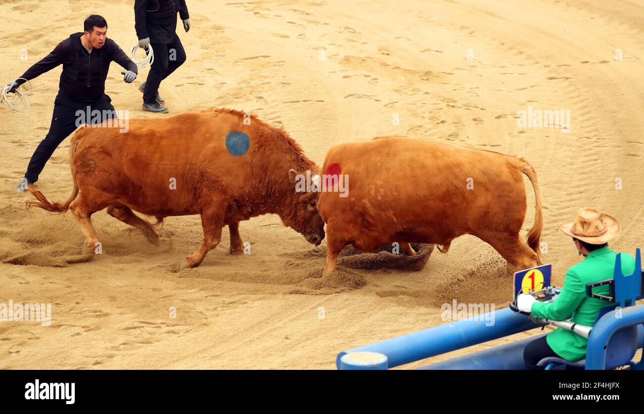 22nd Mar, 2021. Bullfighting returns Two fighting bulls clash during a ...