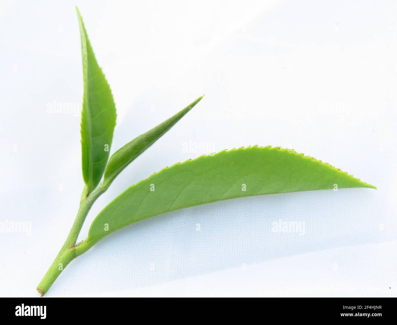 A stem with fresh tea plant leaves isolated in the white background ...