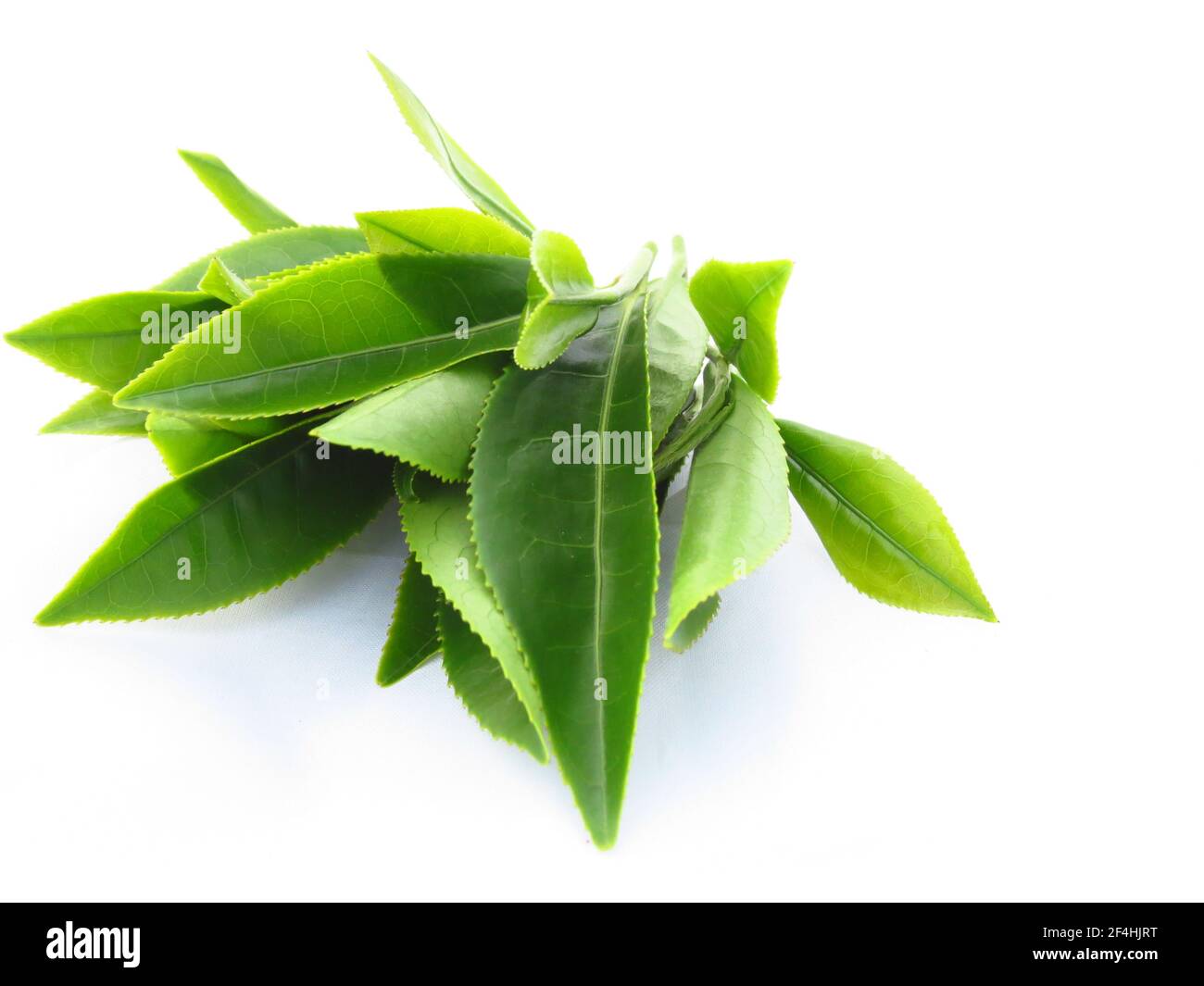 Hand-picked tea leaves isolated in the white background with a light ...
