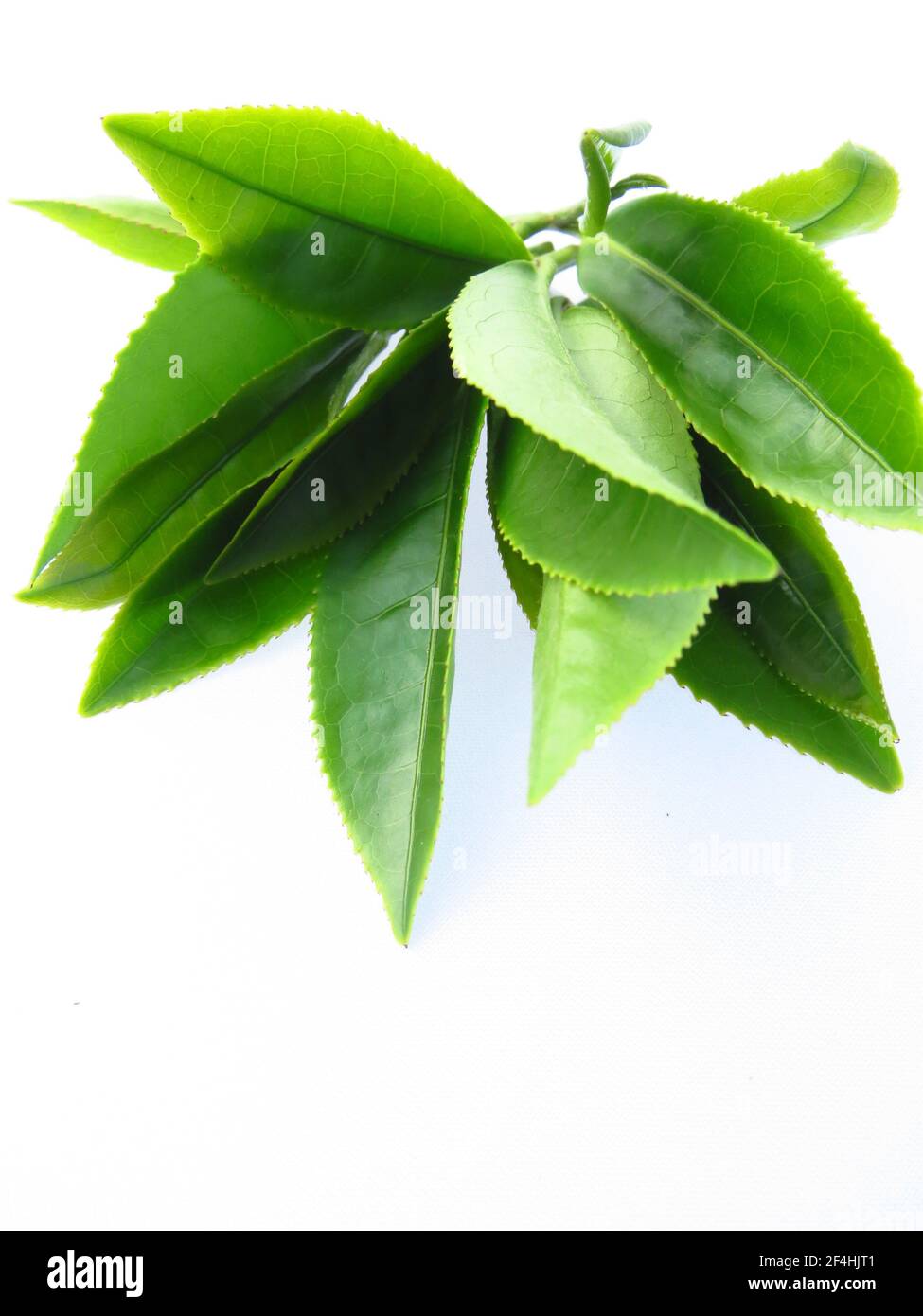 A closeup of green tea leaves on stems isolated in the white background ...