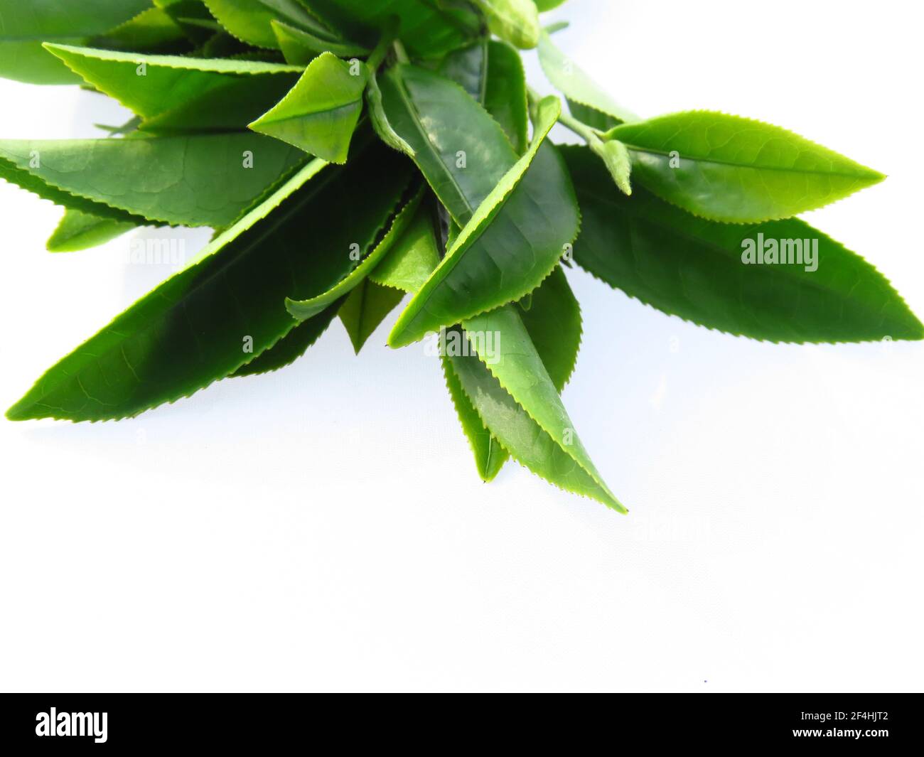 Green leaves and buds on tea plant stem isolated in the light ...