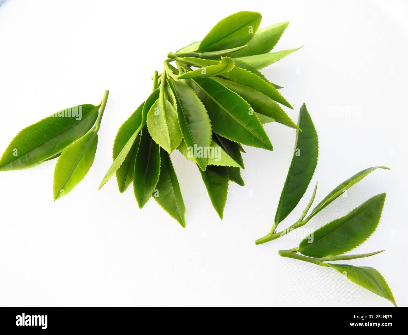 A bunch of fresh tea leaves isolated in the white background Stock ...