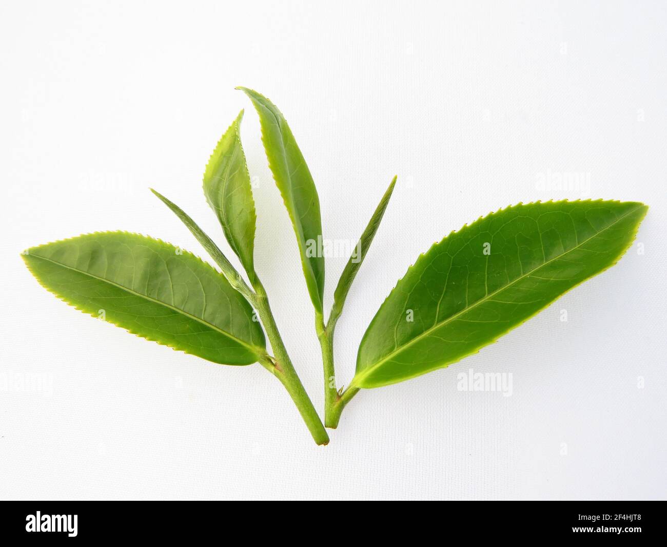 Fresh tea plant stems with green leaves isolated in the light ...