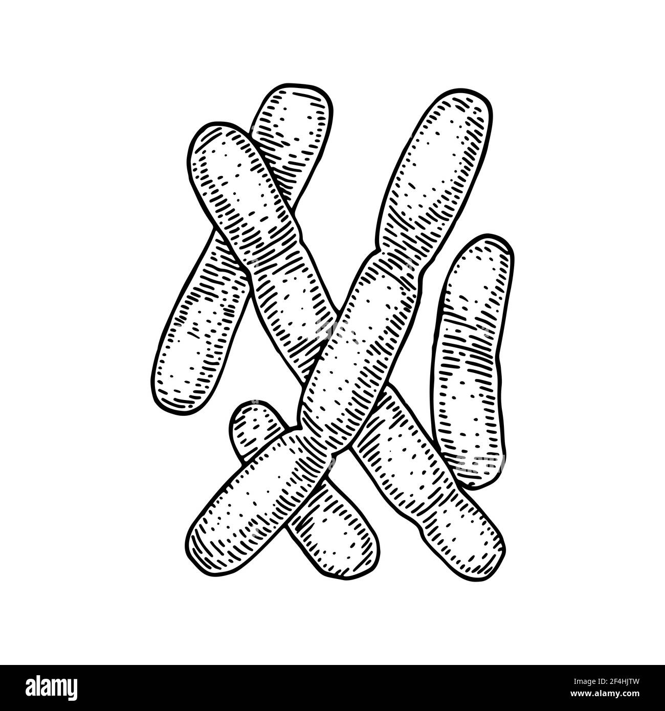 Hand drawn probiotic lactobacillus bacteria. Good microorganism for ...