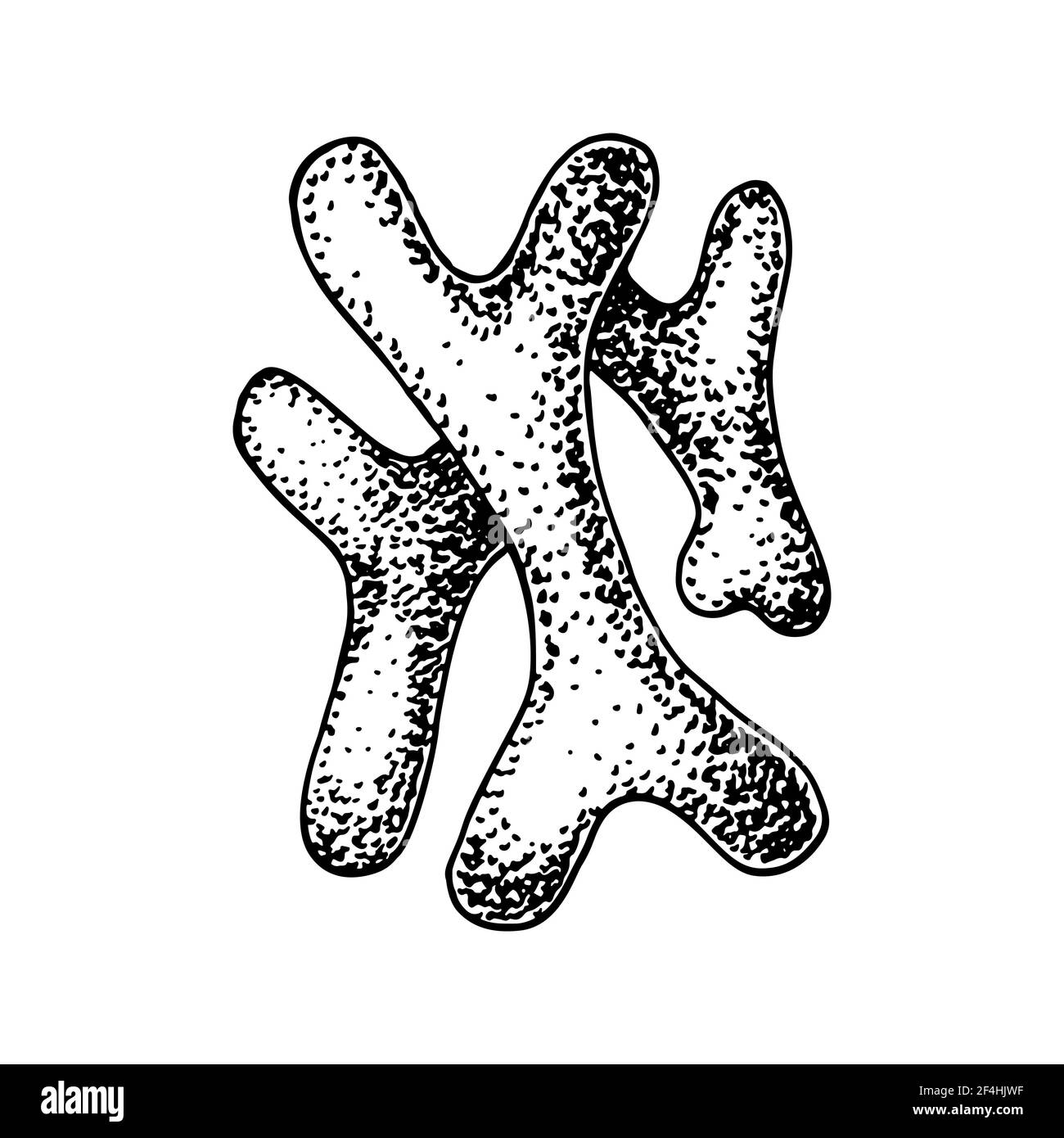 Hand drawn probiotic bifidobacterium bacteria. Good microorganism for ...