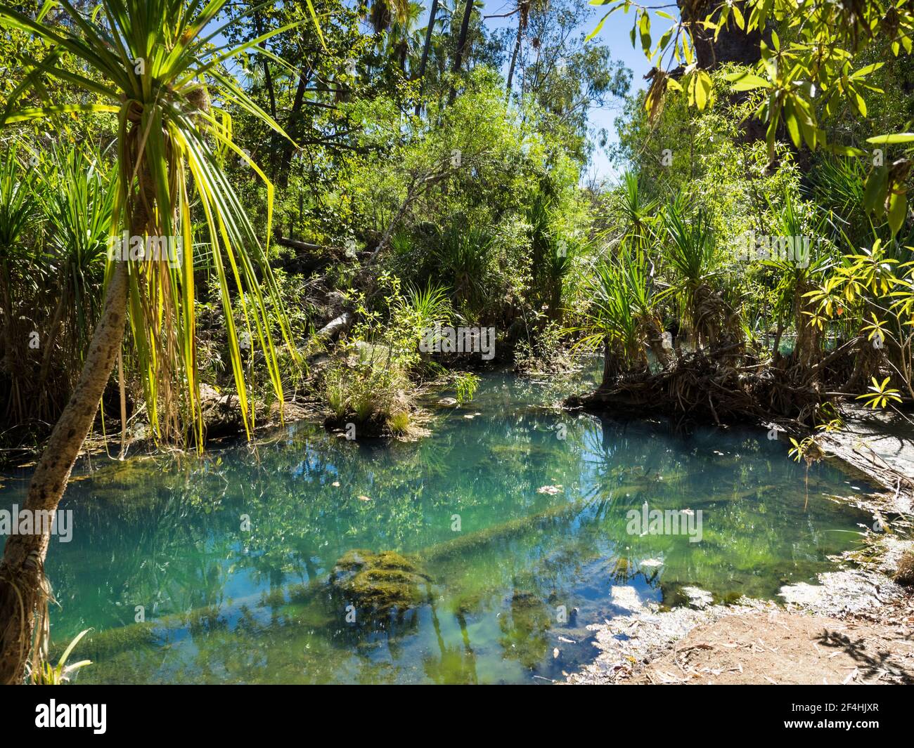 Shallow pool and pandanus, Lawn Hill Lower Gorge, Boodjamulla National ...