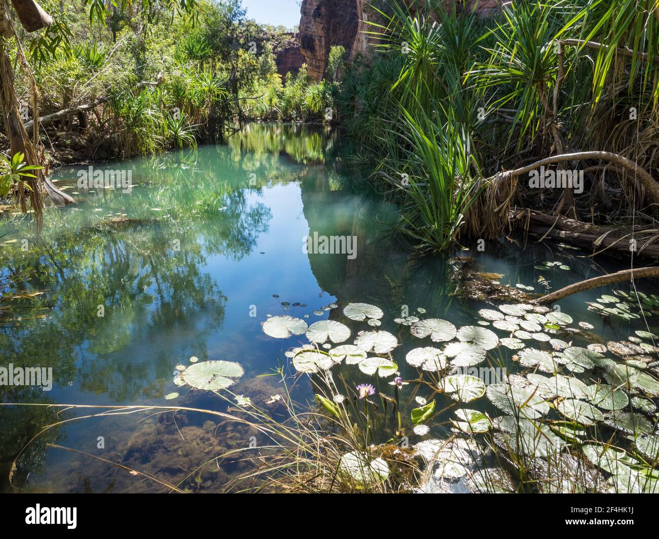 Water lilies and pandanus, Lawn Hill Lower Gorge, Boodjamulla National ...