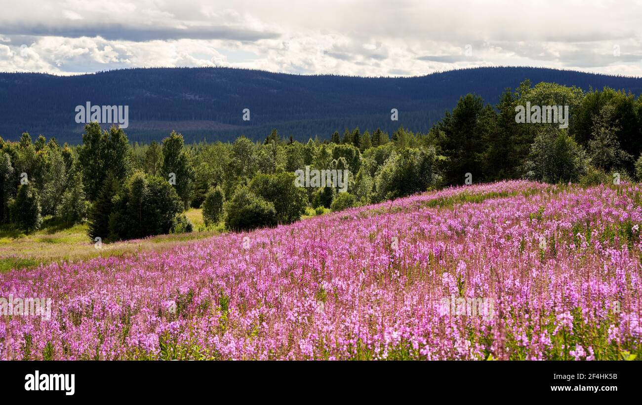 A landscape of ivan tea narrow-leaved field in Trysil, Norway Stock ...