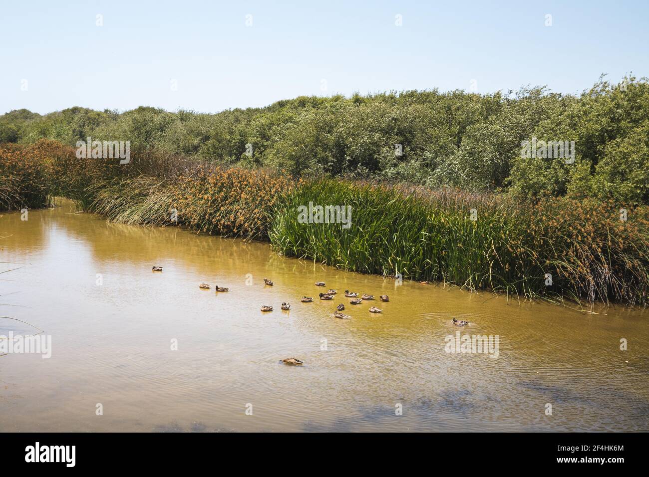A view of mallard ducks wading in Oso Flaco Lake, California Stock ...