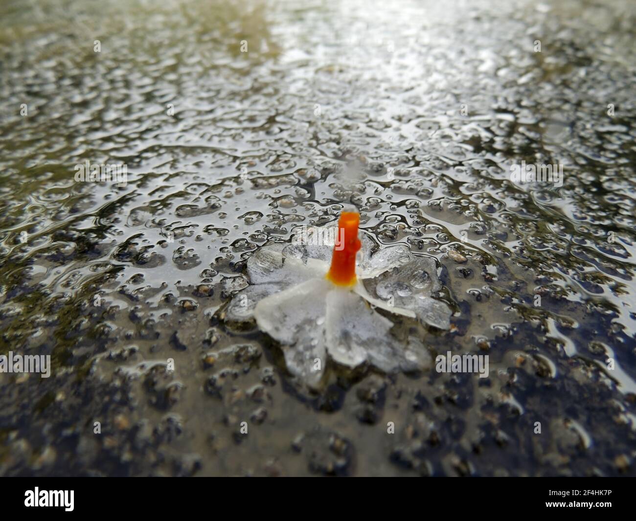 A flower bud fallen on the wet ground Stock Photo - Alamy