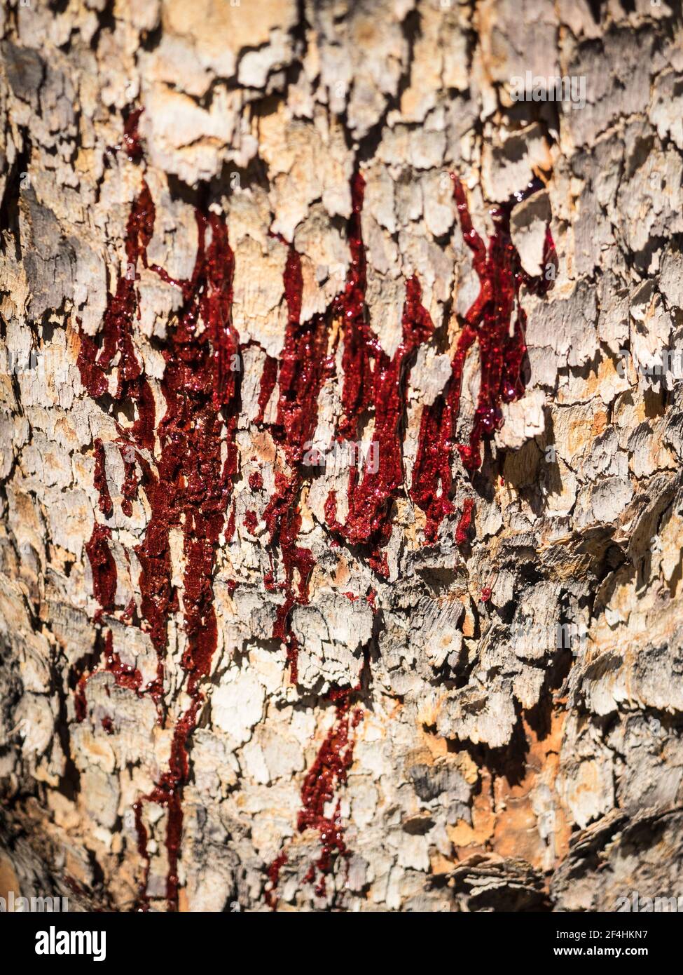 Bloodwood tree hi-res stock photography and images - Alamy